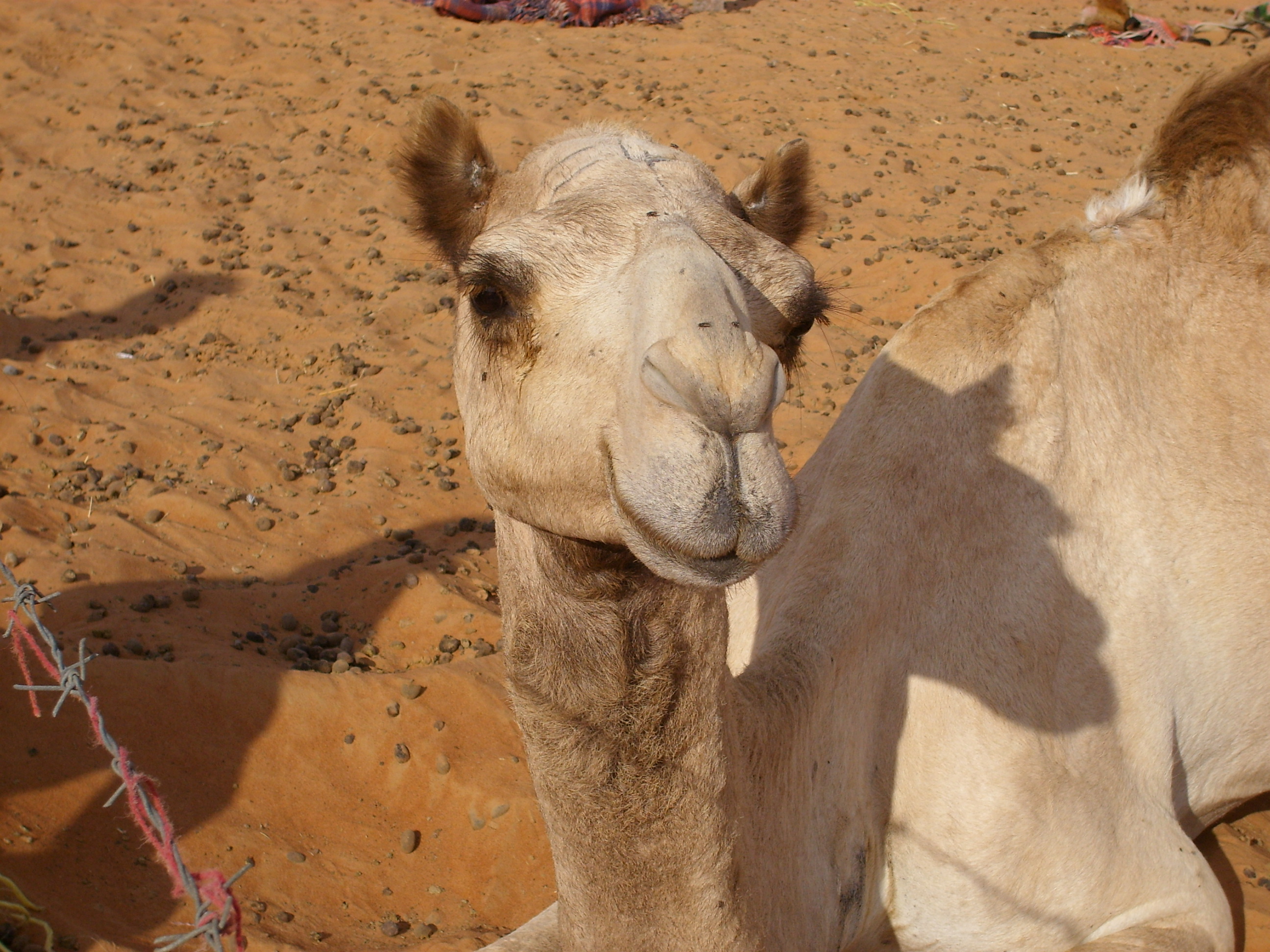 Photo Gallery | Anne Penketh